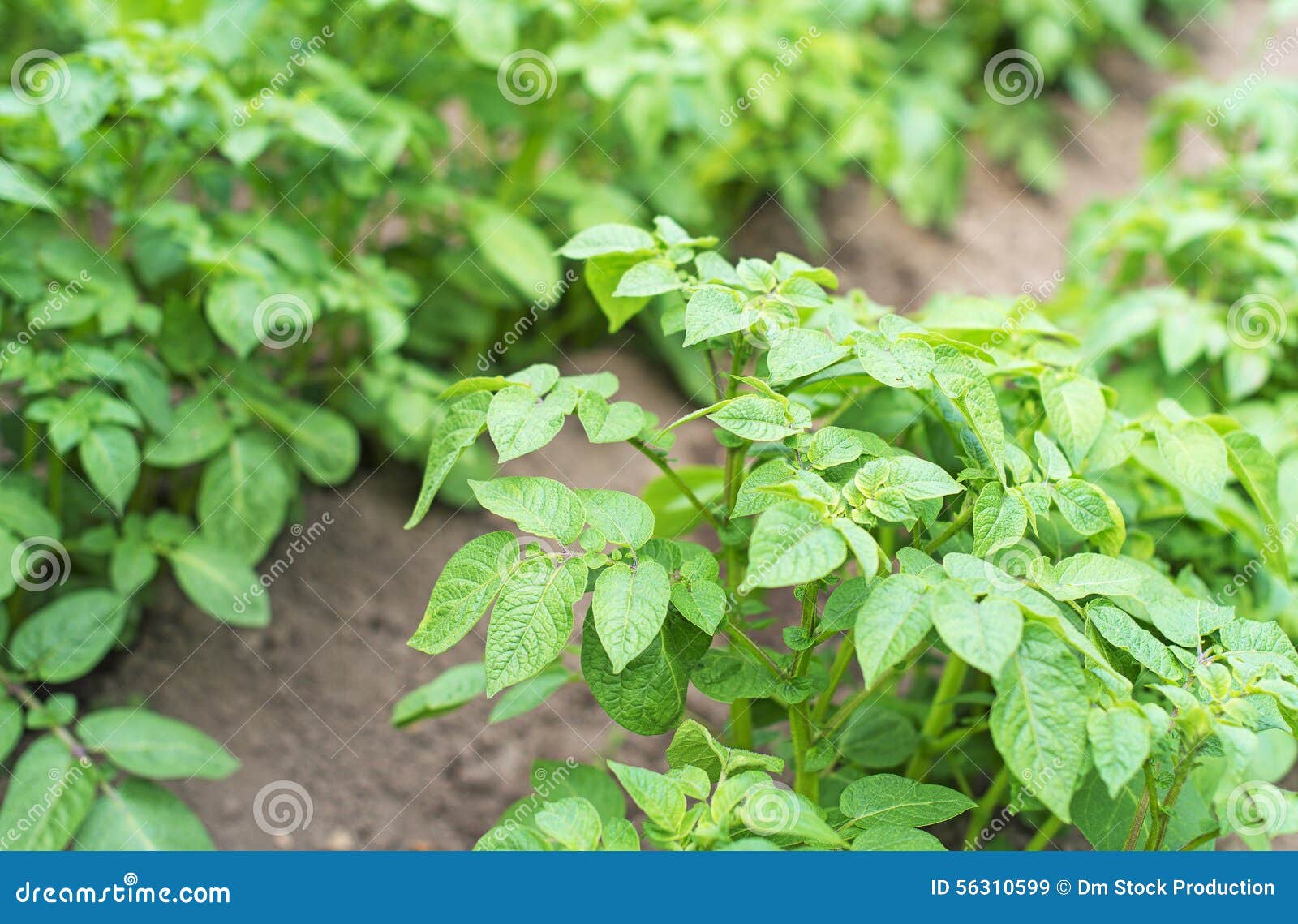 Potato bushes. stock image. Image of farmland, outdoors - 56310599