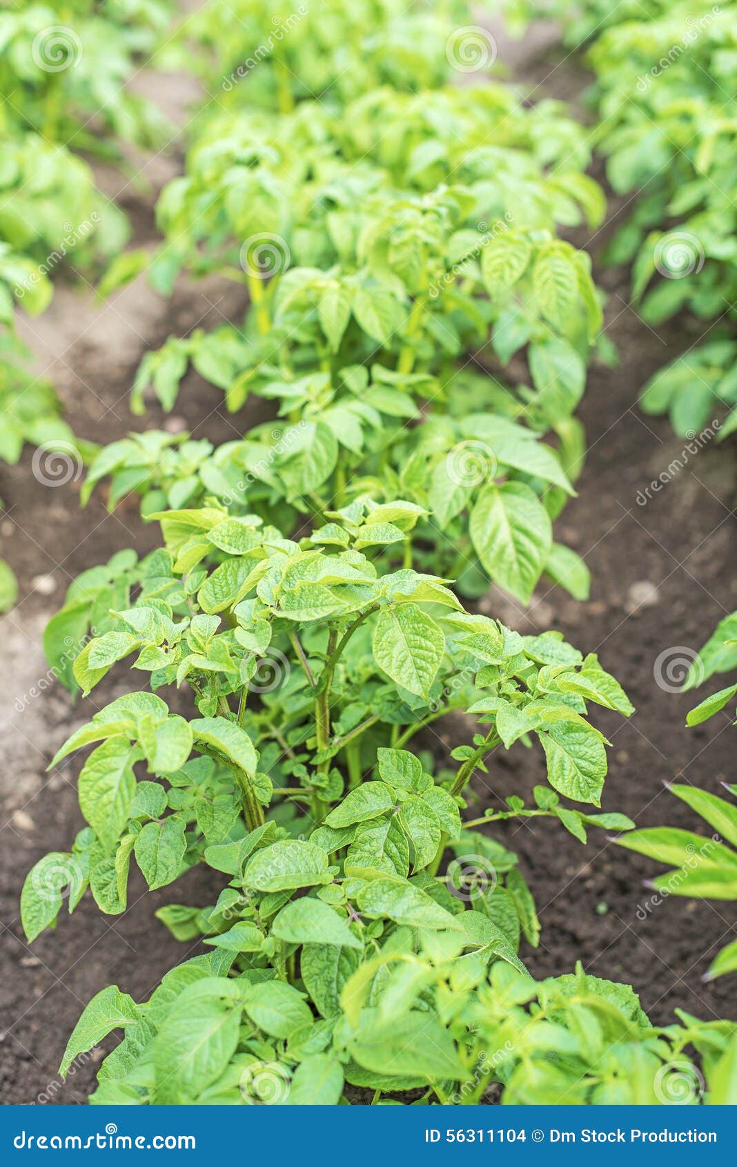 Potato bushes. stock photo. Image of organic, cultivated - 56311104
