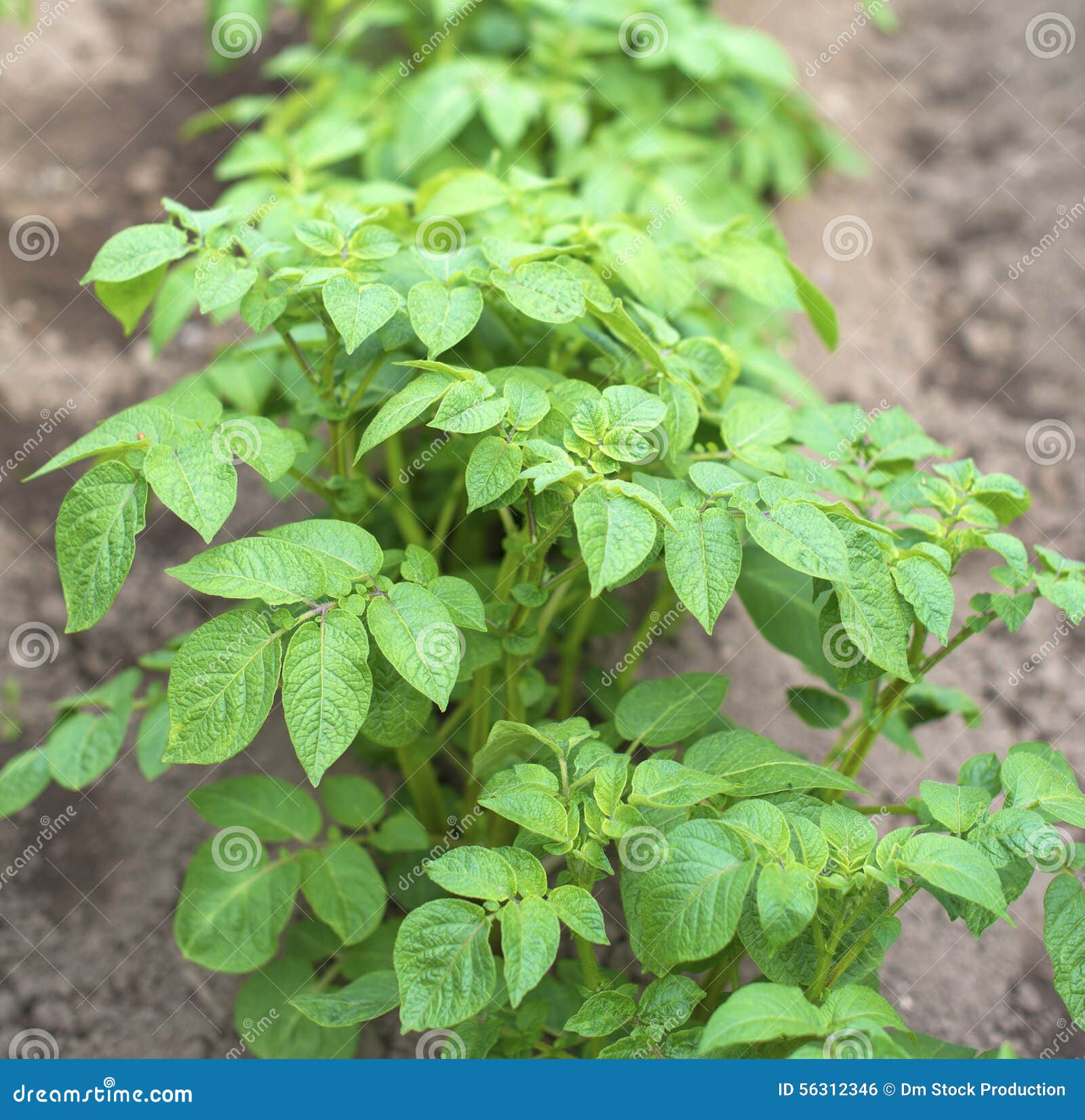 Potato bushes. stock photo. Image of fresh, green, nature - 56312346