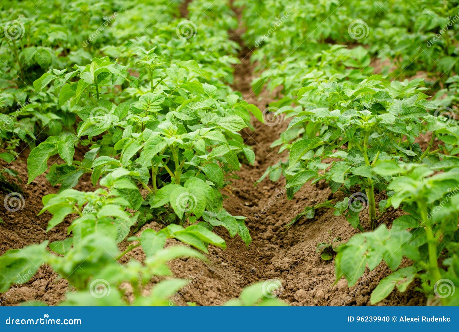 Potato Bushes in the Ground. Stock Photo - Image of plantations ...