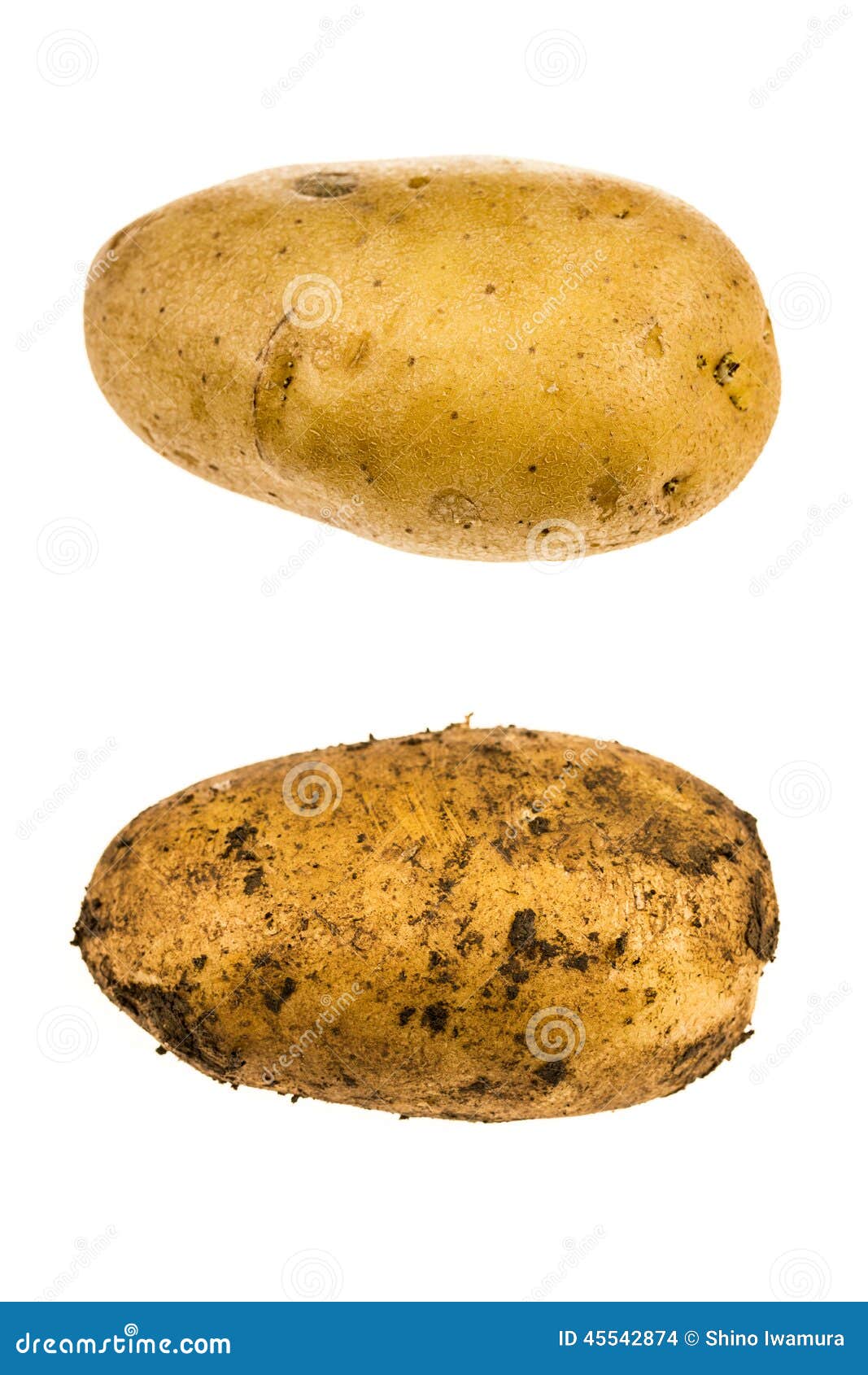 Potato Clean and Dirty Ground Stock Photo - Image of fresh, young: 45542874