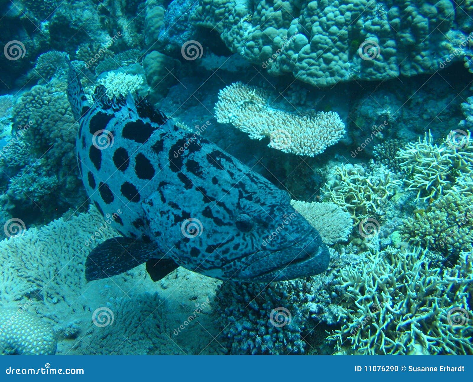 Potato Cod and Corals stock photo. Image of potato, alive - 11076290