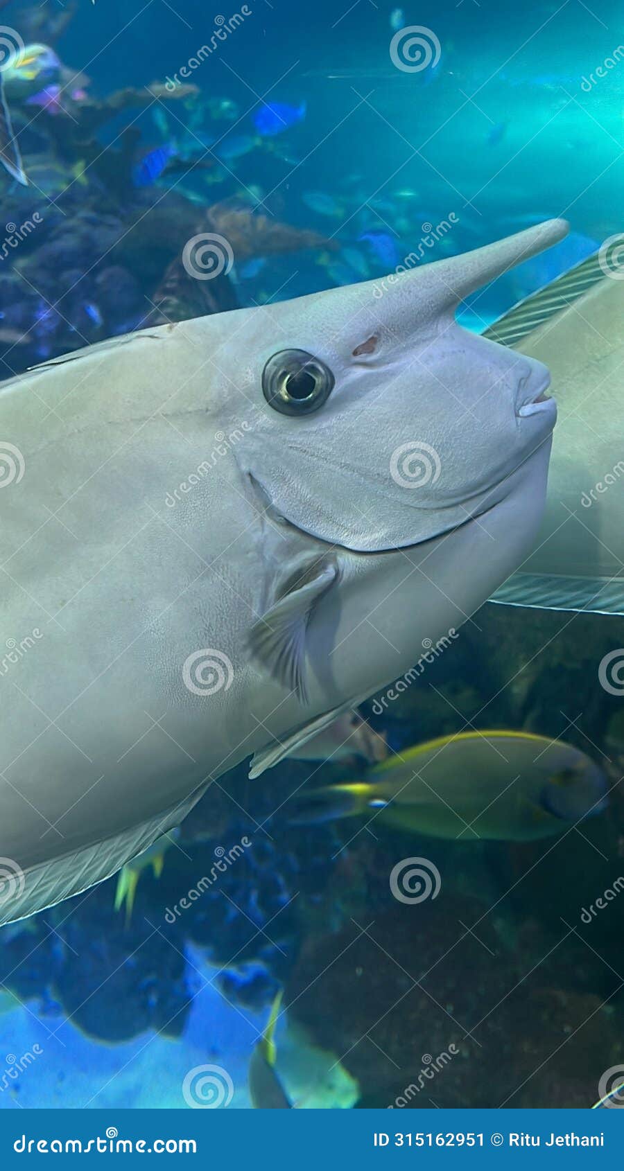 A Potato Cod Fish in Water stock image. Image of australia - 315162951