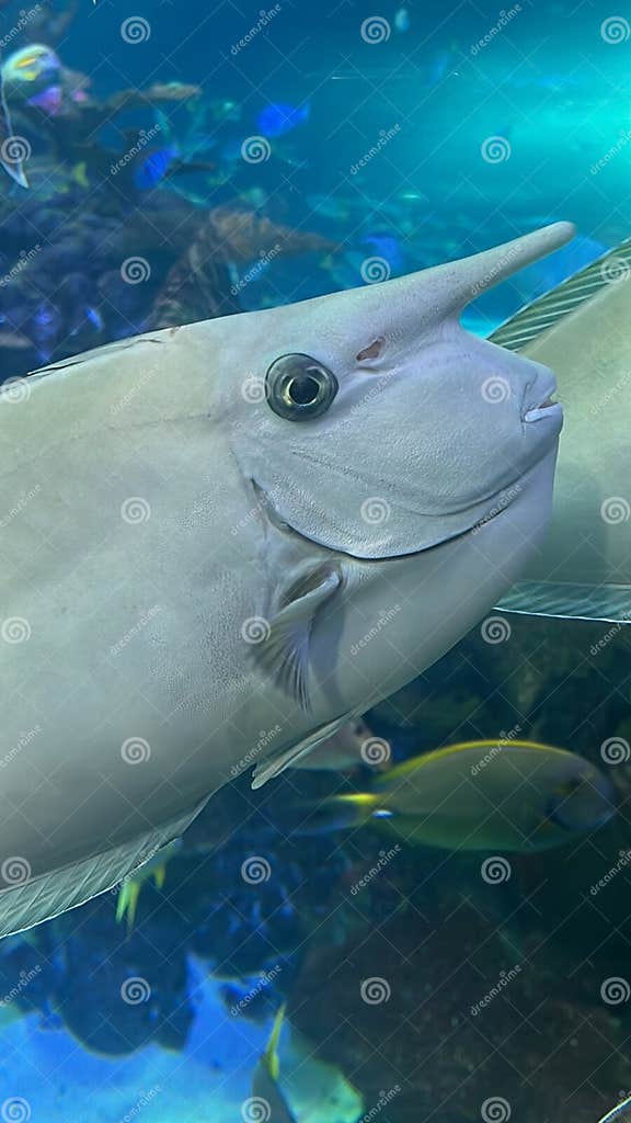 A Potato Cod Fish in Water stock image. Image of australia - 315162951