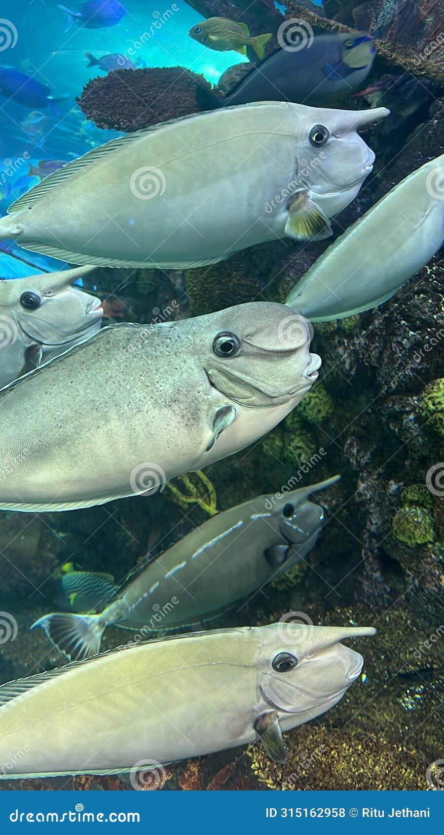 A Potato Cod Fish in Water stock photo. Image of scuba - 315162958