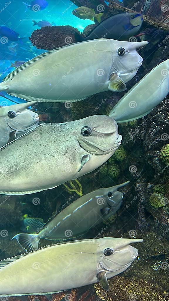 A Potato Cod Fish in Water stock photo. Image of scuba - 315162958