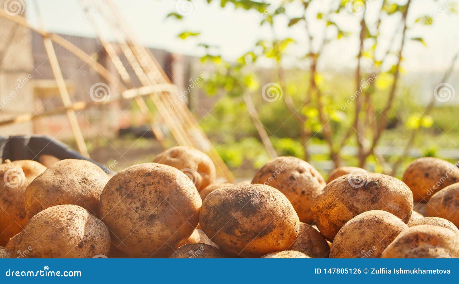 Potato Crop. Against the Backdrop of a Garden. Stock Photo - Image of ...