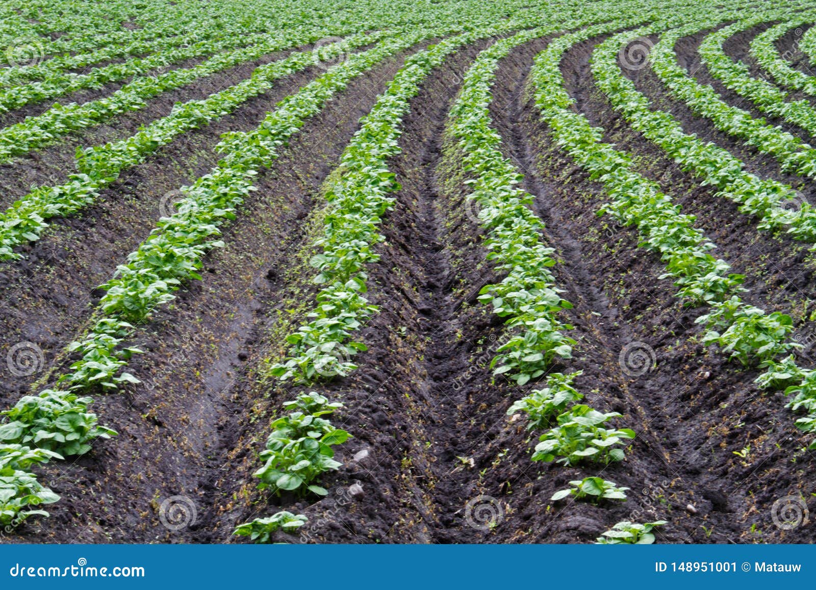 Potato crop on field stock image. Image of countryside - 148951001