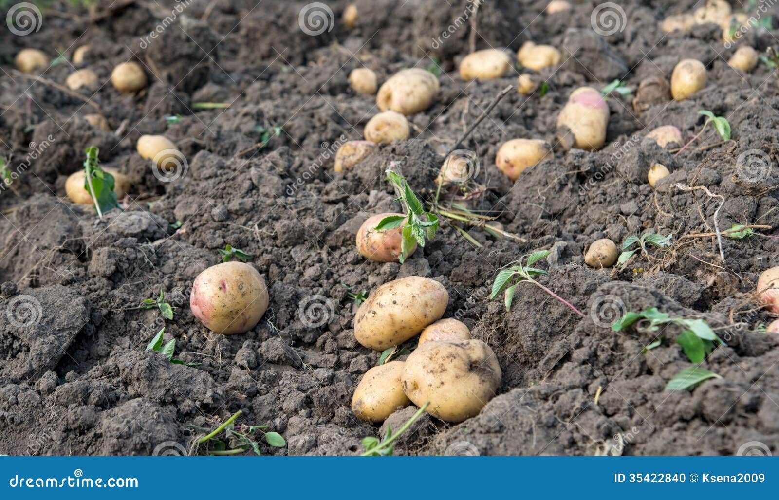 Potato crop stock photo. Image of grown, allotment, plant - 35422840