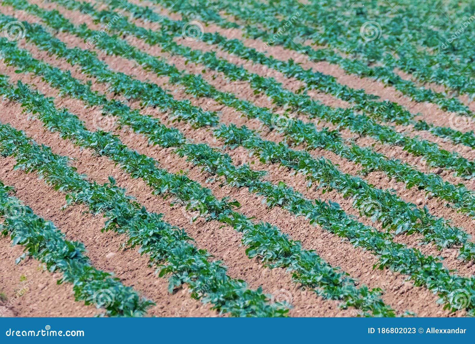 Potato Crops in a Row,Â Green Field, Potato Field Stock Image - Image ...