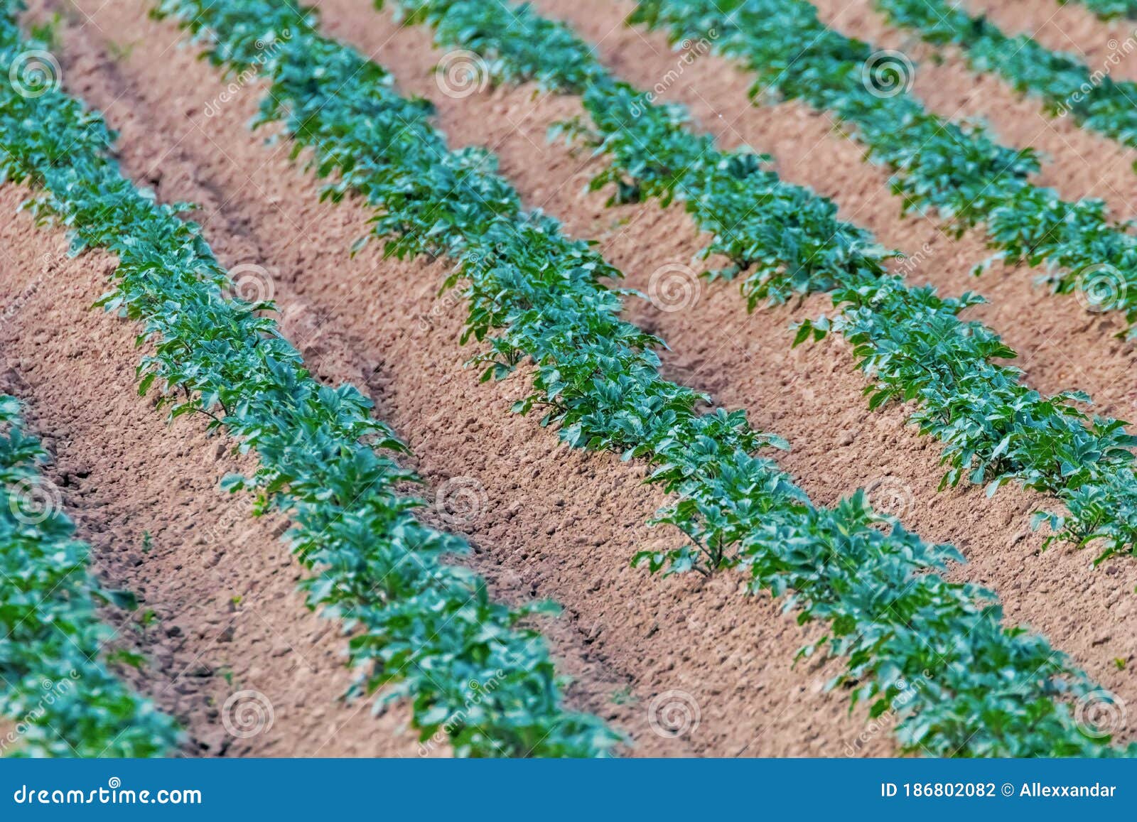 Potato Crops in a Row,Â Green Field, Potato Field Stock Photo - Image ...