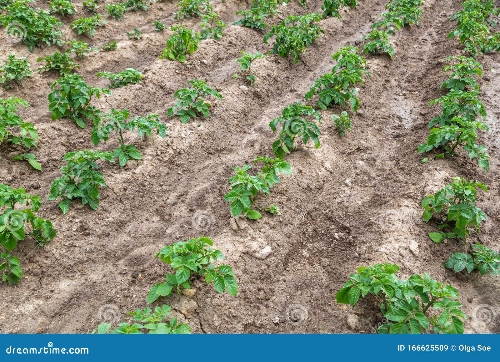 Green Field of Potato Crops in a Row Stock Image - Image of perenne ...