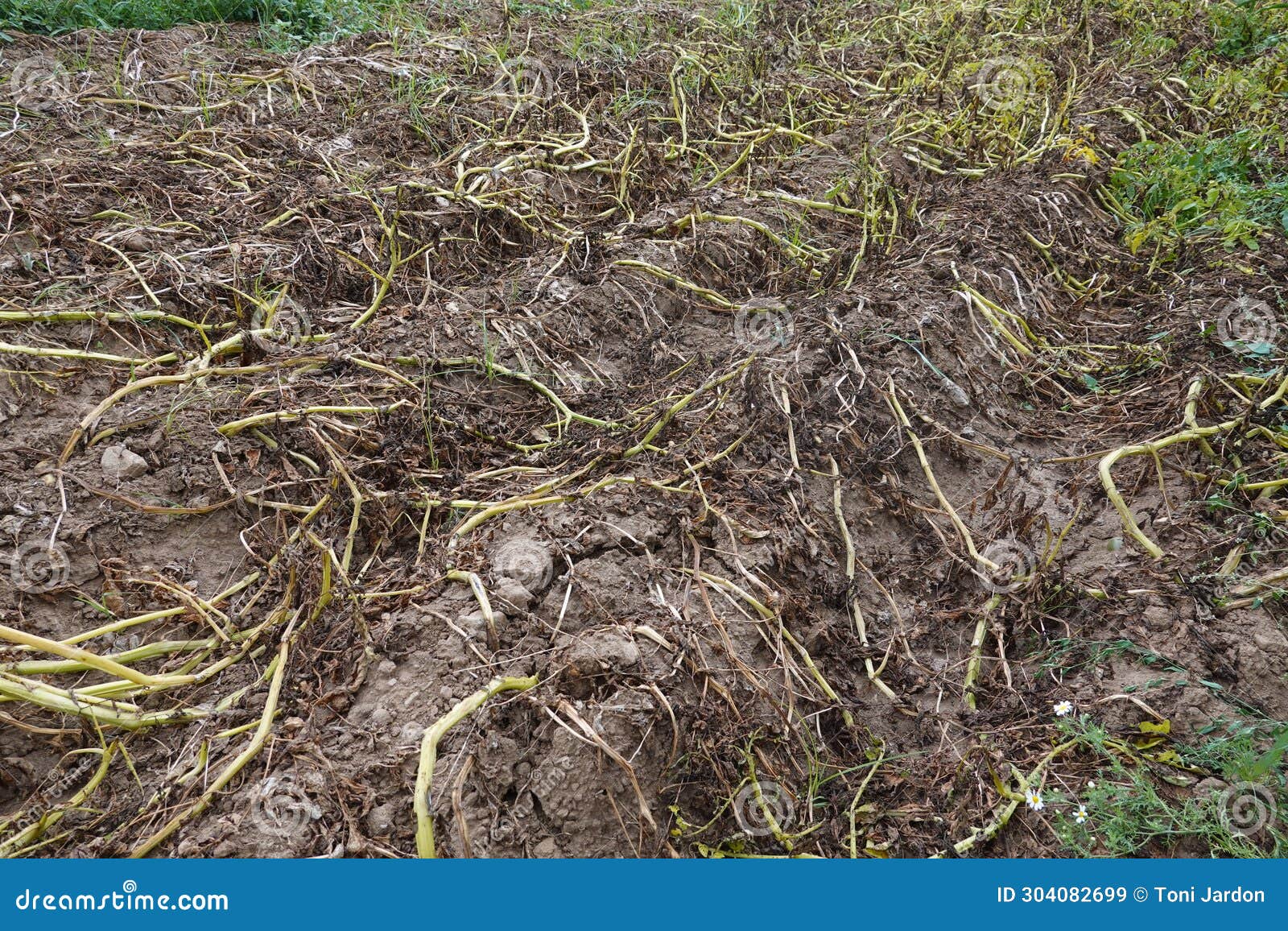 Potato Cultivation on Dead Ridges. Potatoes Ready for Harvest Stock ...