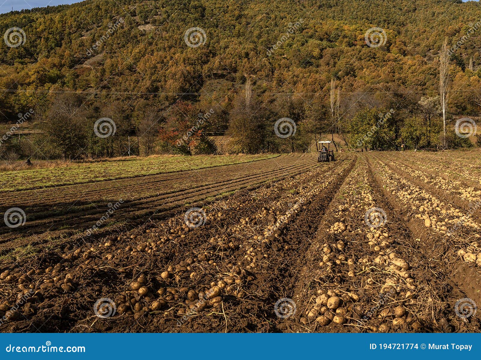Potato Field and Workers Working in the Harvest Stock Photo - Image of ...