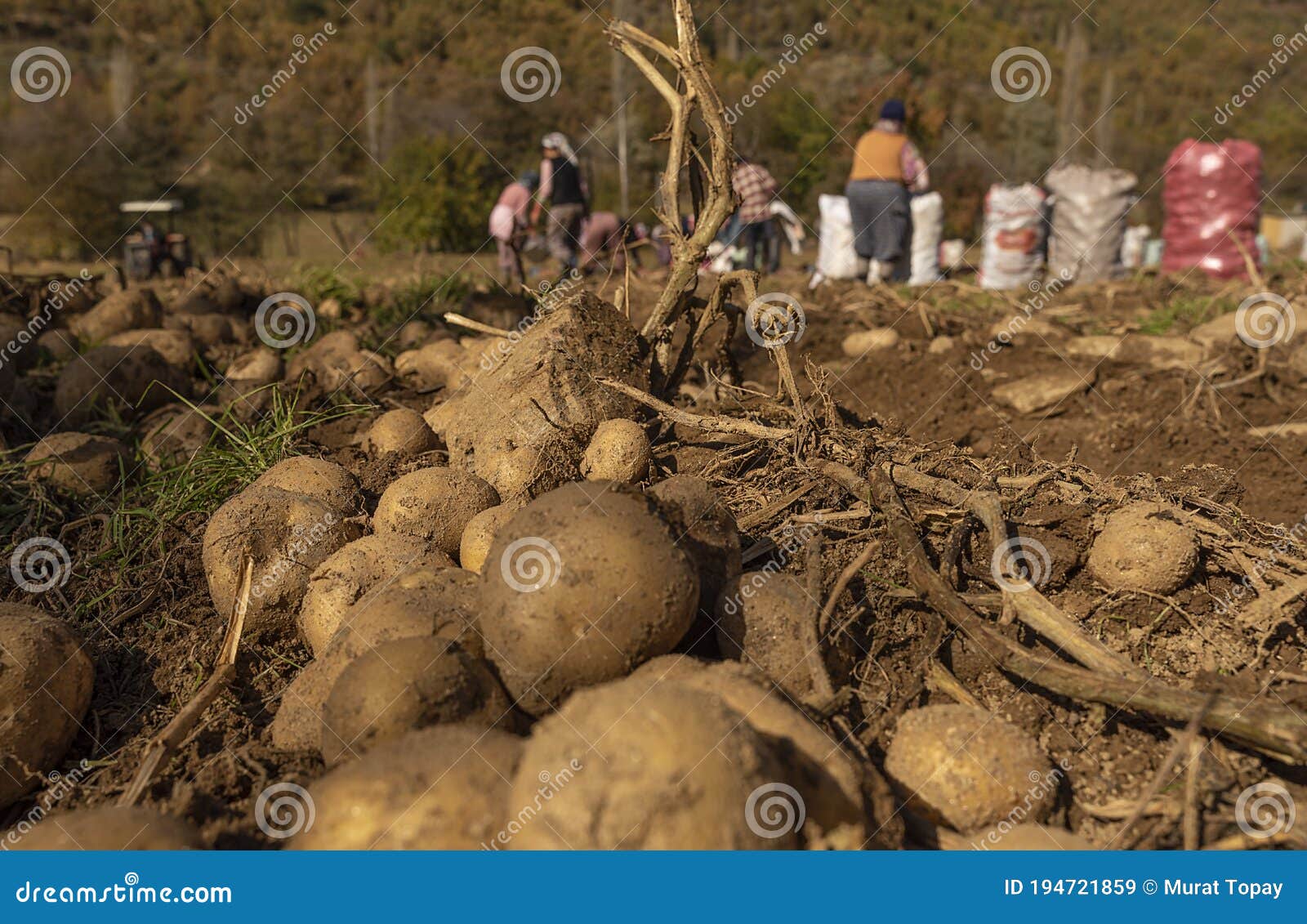 Potato Field and Workers Working in the Harvest Stock Image - Image of ...