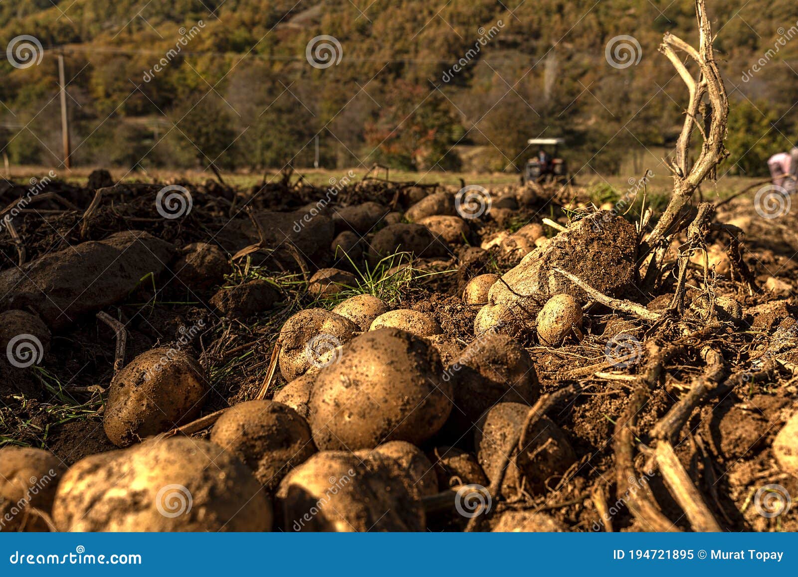 Potato Field and Workers Working in the Harvest Stock Image - Image of ...