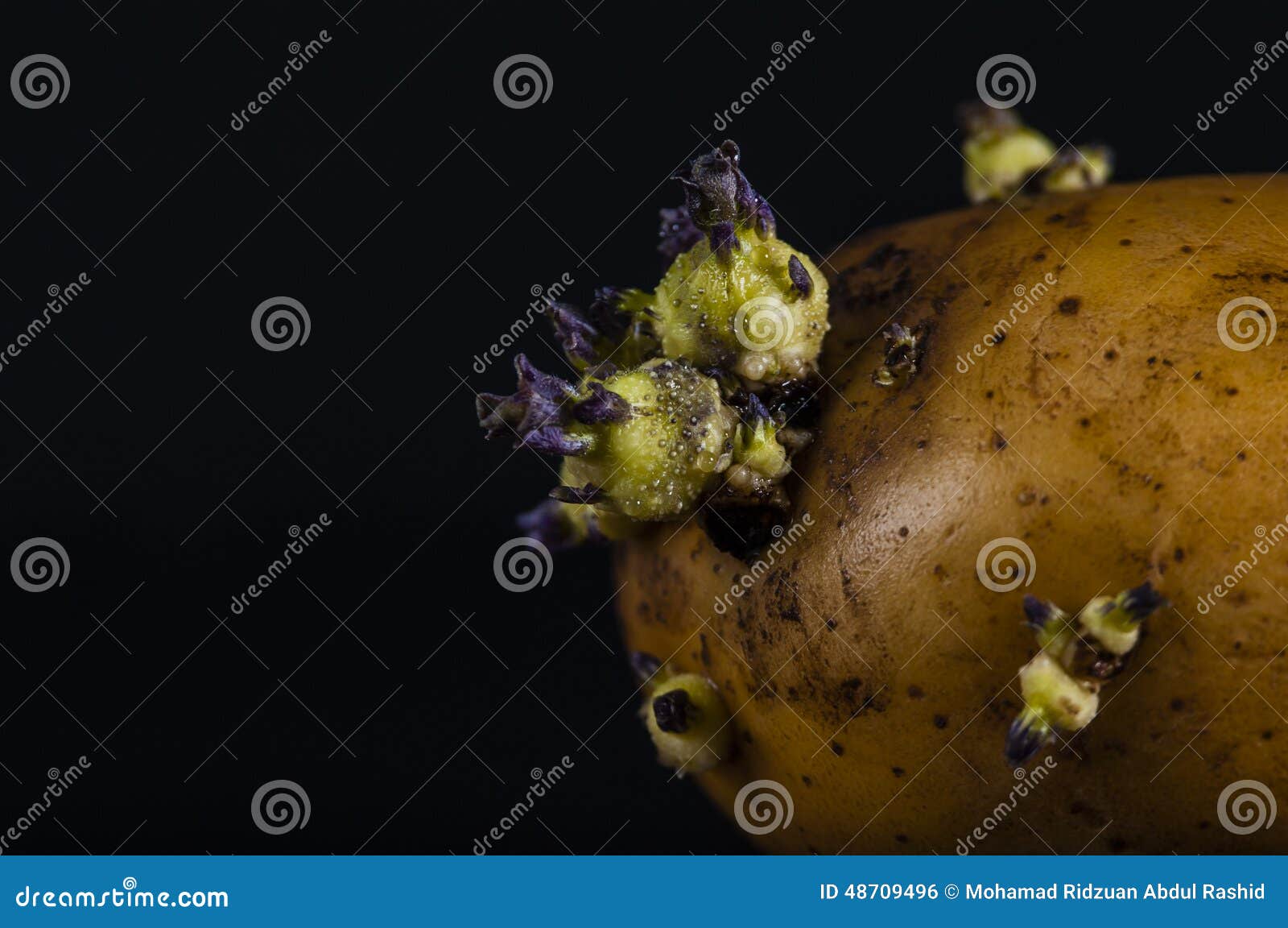 Potato in dark on black stock photo. Image of cook, fresh - 48709496