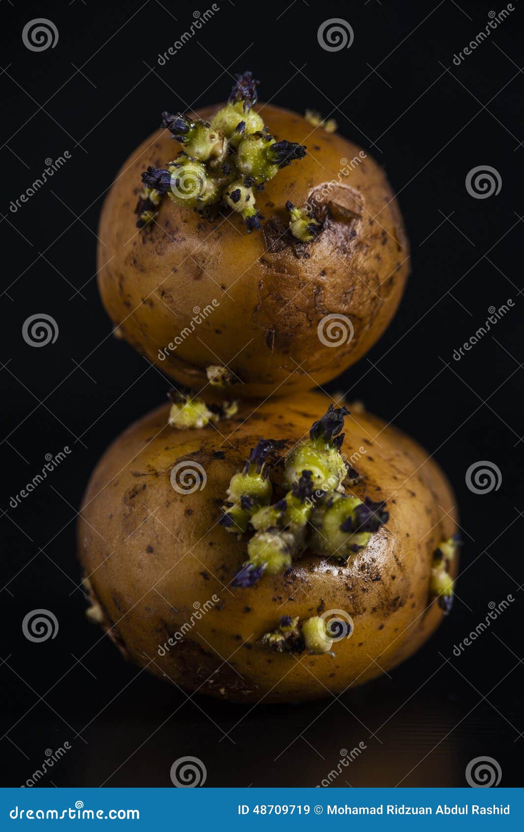 Potato in dark on black stock image. Image of mirror - 48709719