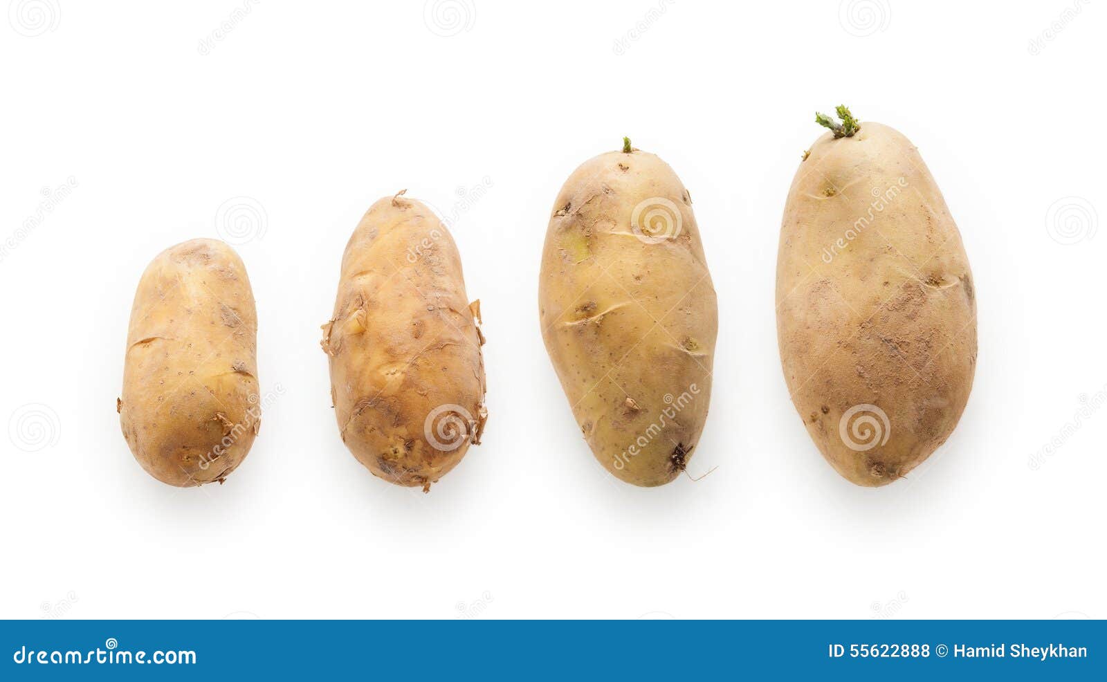 Potato in different size stock photo. Image of vegetable - 55622888