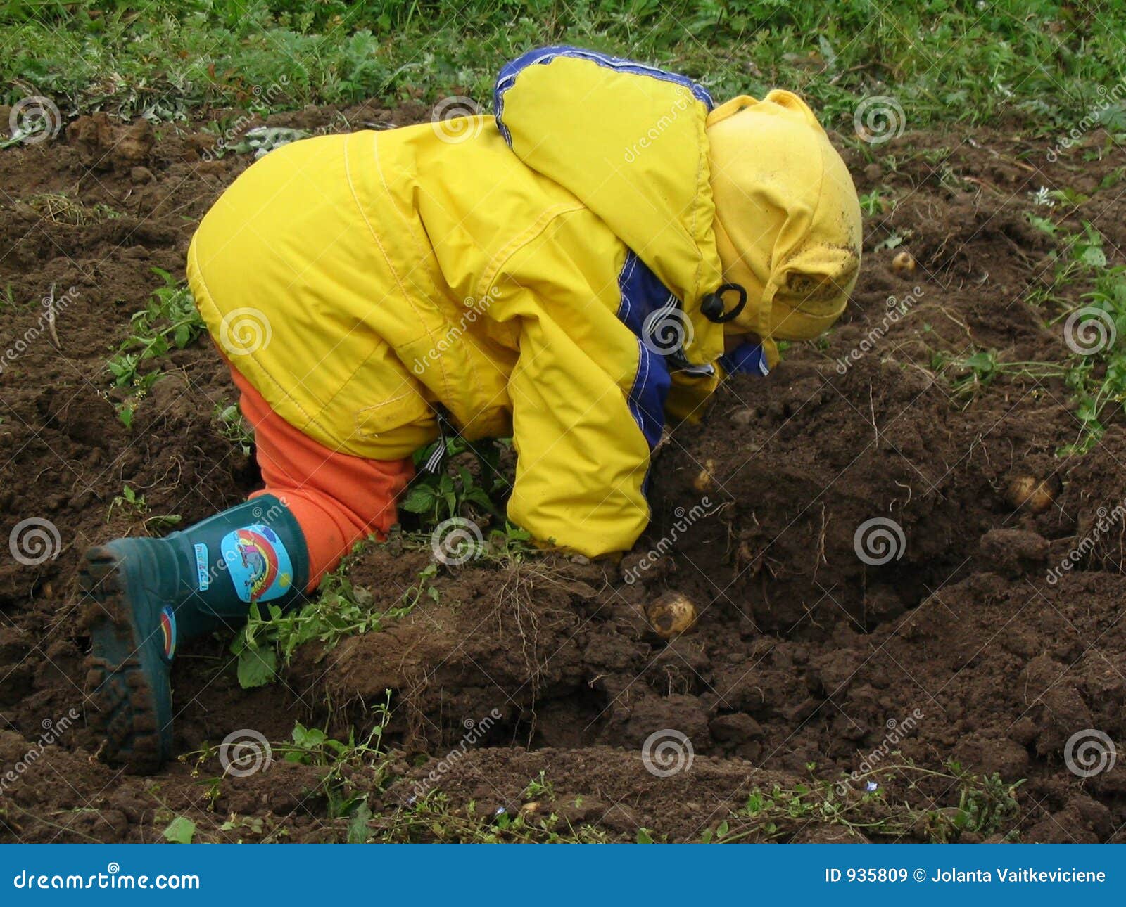 Potato-digger stock image. Image of digger, autumn, vegetables - 935809