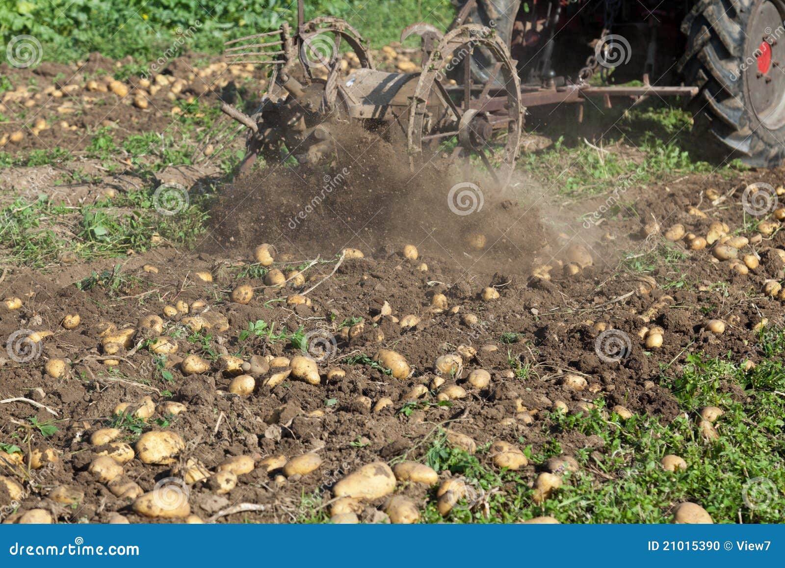 Potato Digger or Harvesting Stock Photo - Image of agriculture ...
