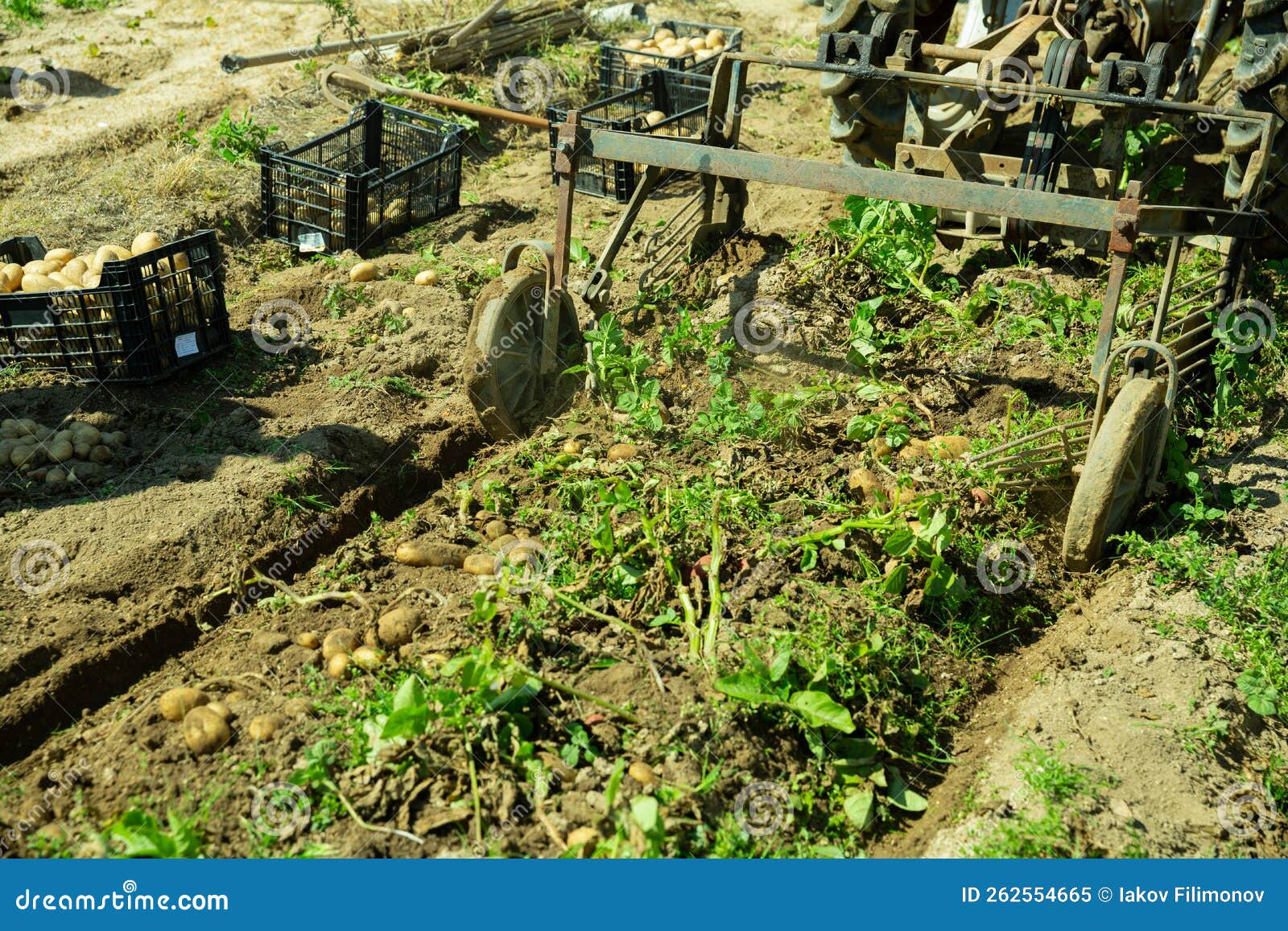 Potato Digger Machine Working on Field Stock Image - Image of agrimotor ...