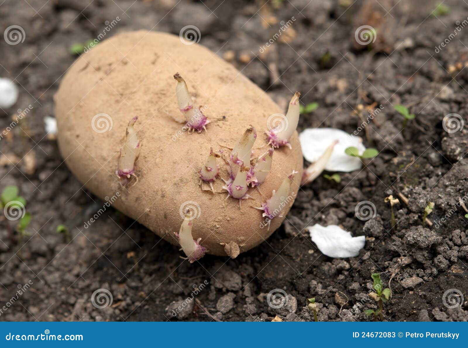 Potato is on earth stock image. Image of root, food, crop - 24672083