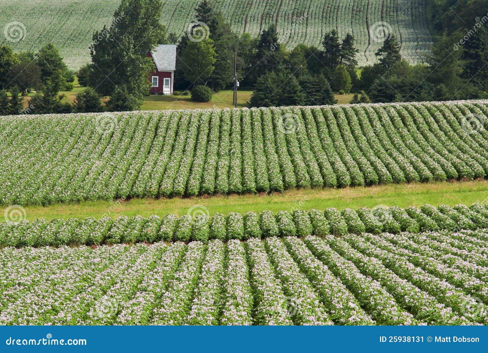 Potato Farm stock image. Image of flower, industry, quinn - 25938131