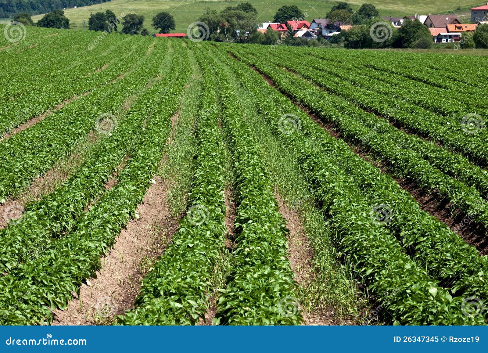 Potato farm stock image. Image of nature, field, agriculture - 26347345