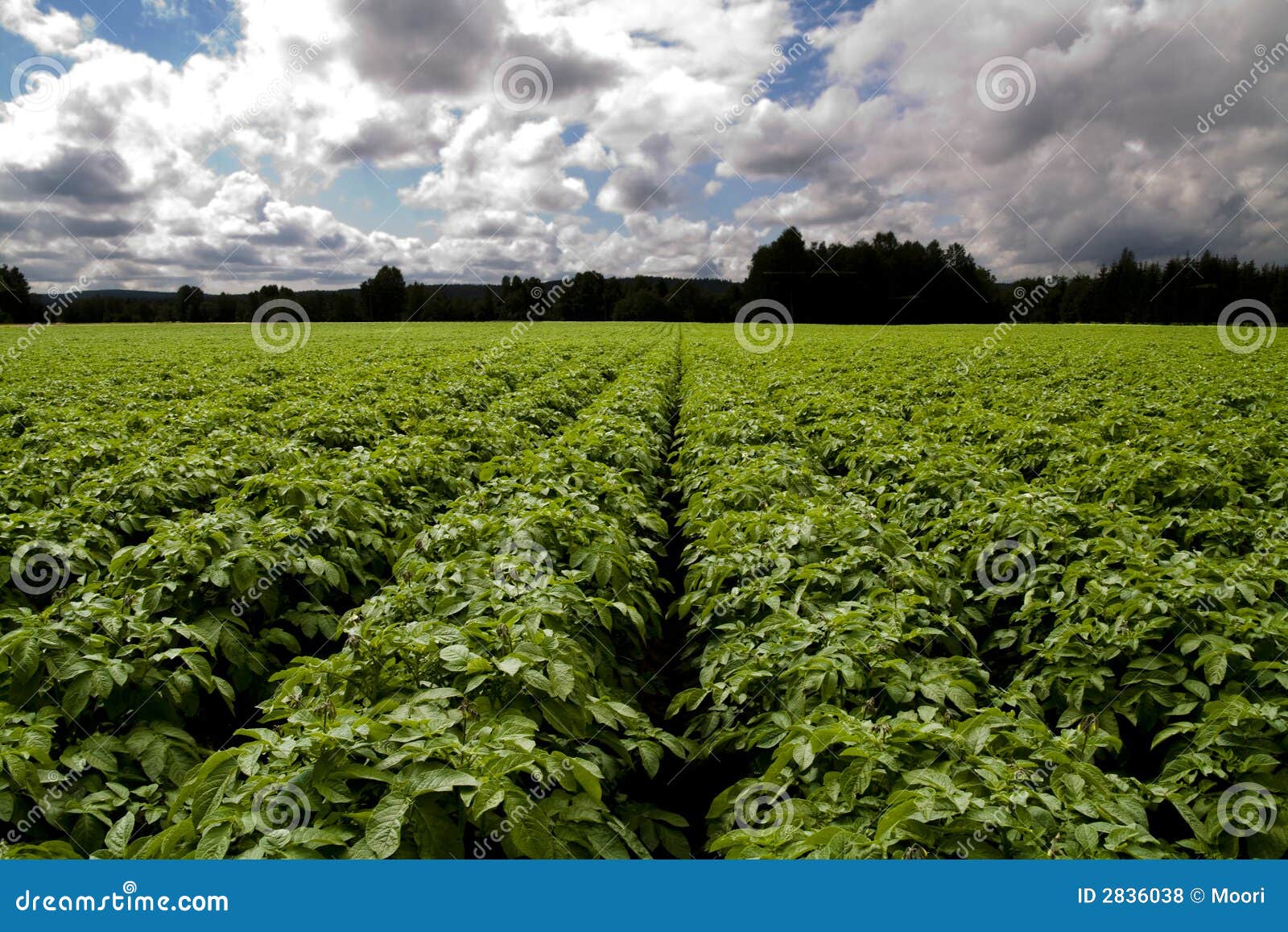 Potato farm stock photo. Image of grass, country, landscape - 2836038