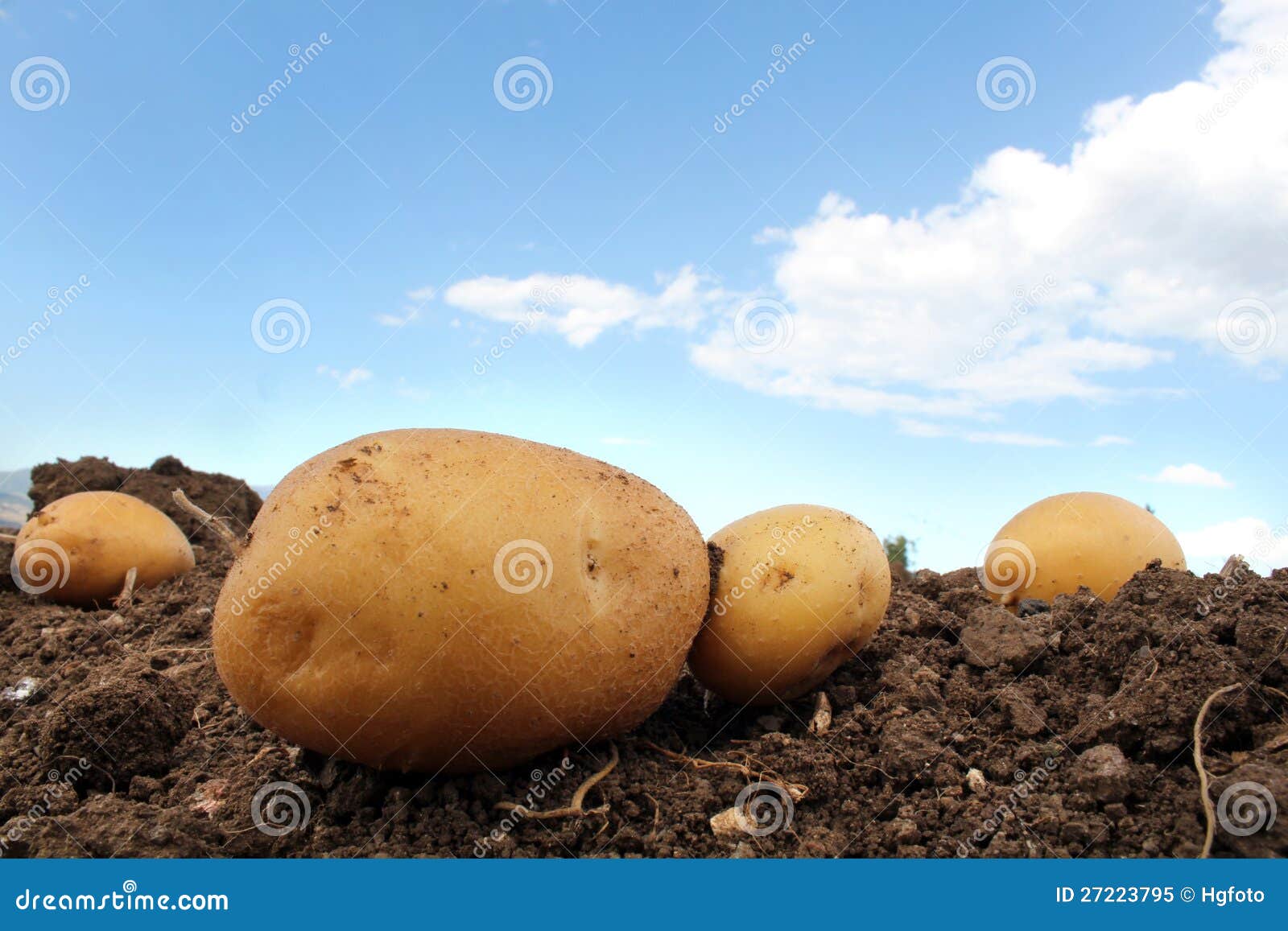 Potato farm in the field stock image. Image of earth - 27223795