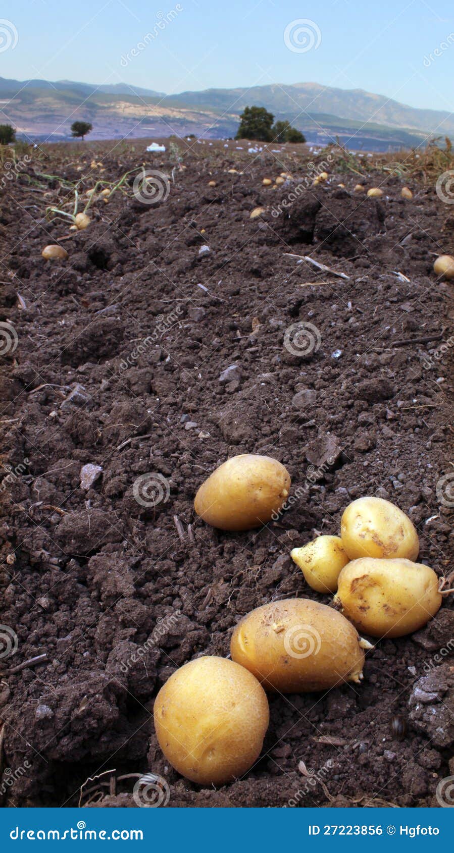 Potato Farm Agriculture Background Brown Food Fresh Group Natural ...