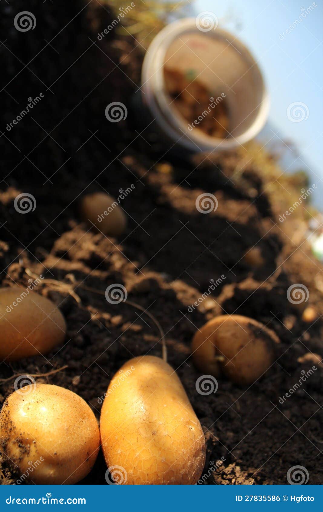 Potato farm in the field stock photo. Image of diet, farm - 27835586