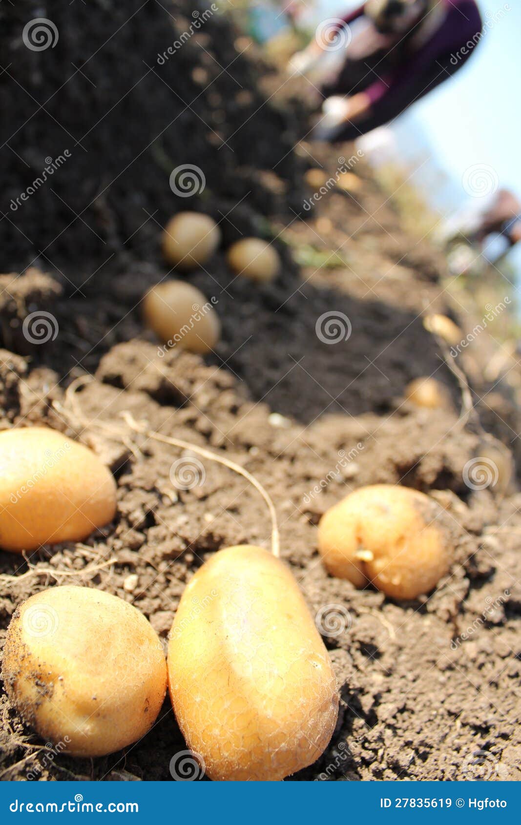 Potato farm in the field stock image. Image of crop, earth - 27835619