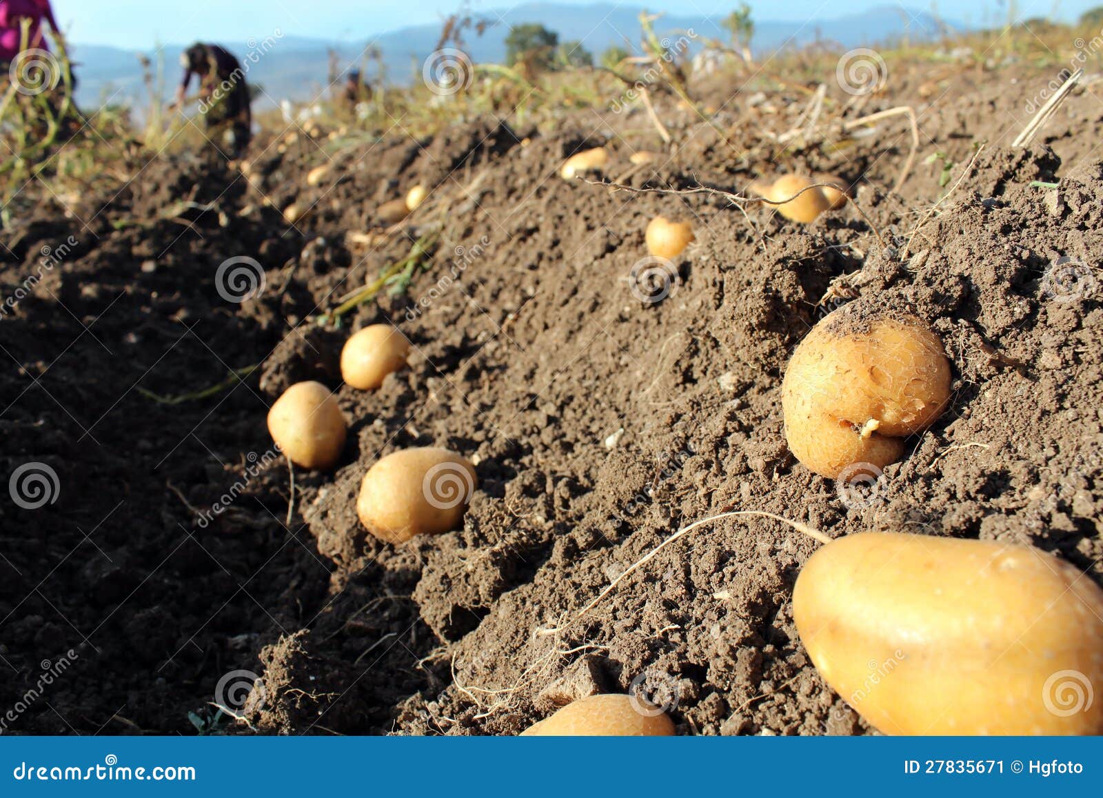 Potato farm in the field stock image. Image of nature - 27835671