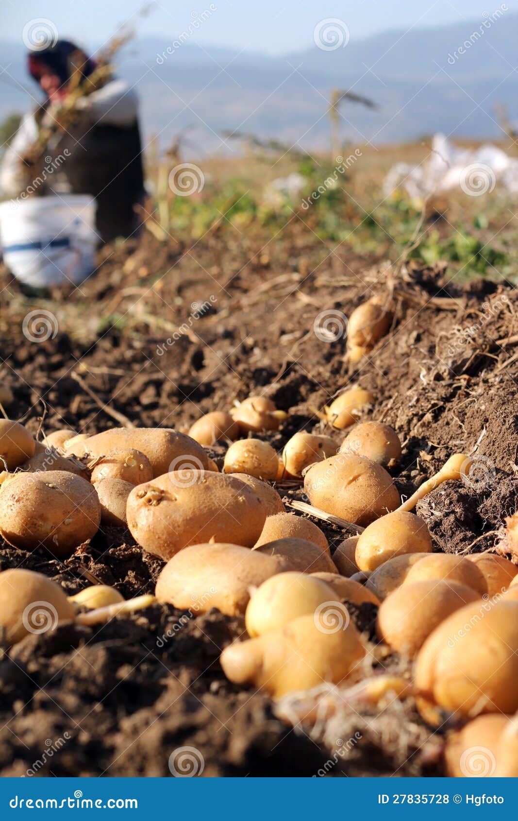 Potato farm in the field stock photo. Image of fresh - 27835728