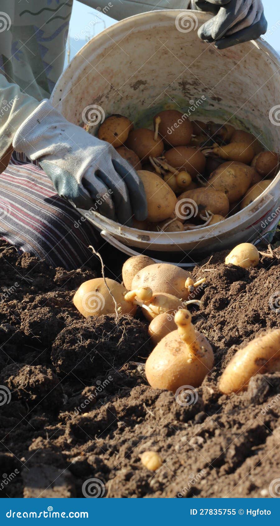 Potato farm in the field stock image. Image of background - 27835755