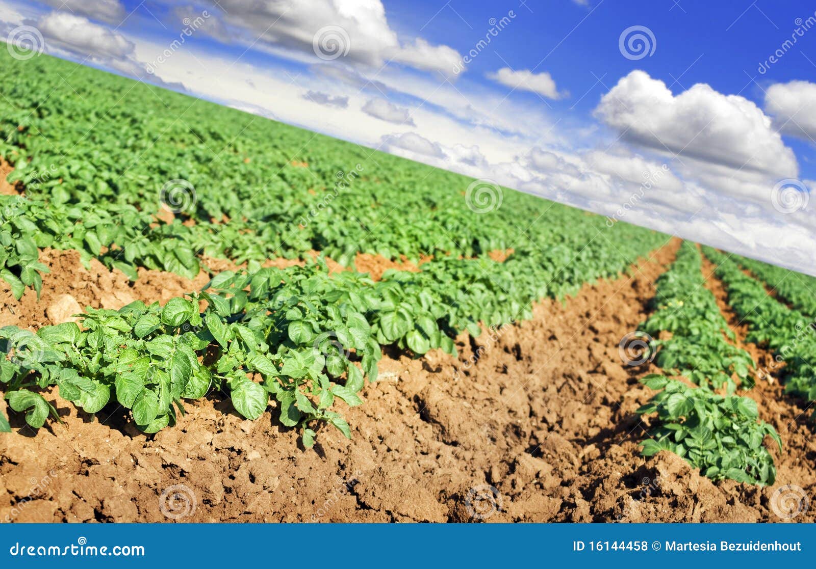 Potato Farm Field with Sky and Clouds Stock Photo - Image of blue ...