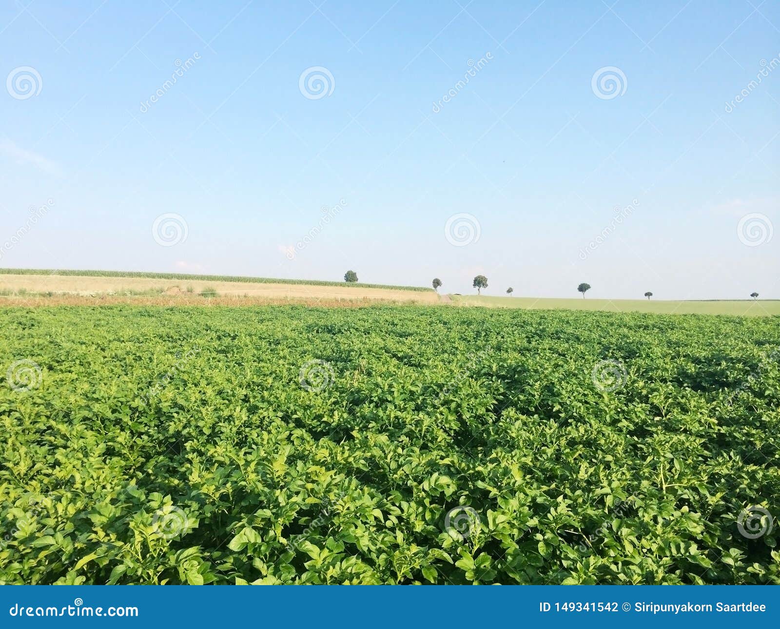 Potato Farm in Luxembourg, Europe Stock Photo - Image of countryside ...