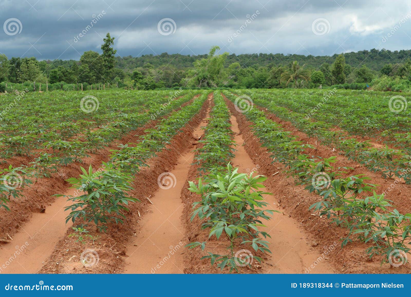 Potato farm stock photo. Image of mountain, mini, tree - 189318344
