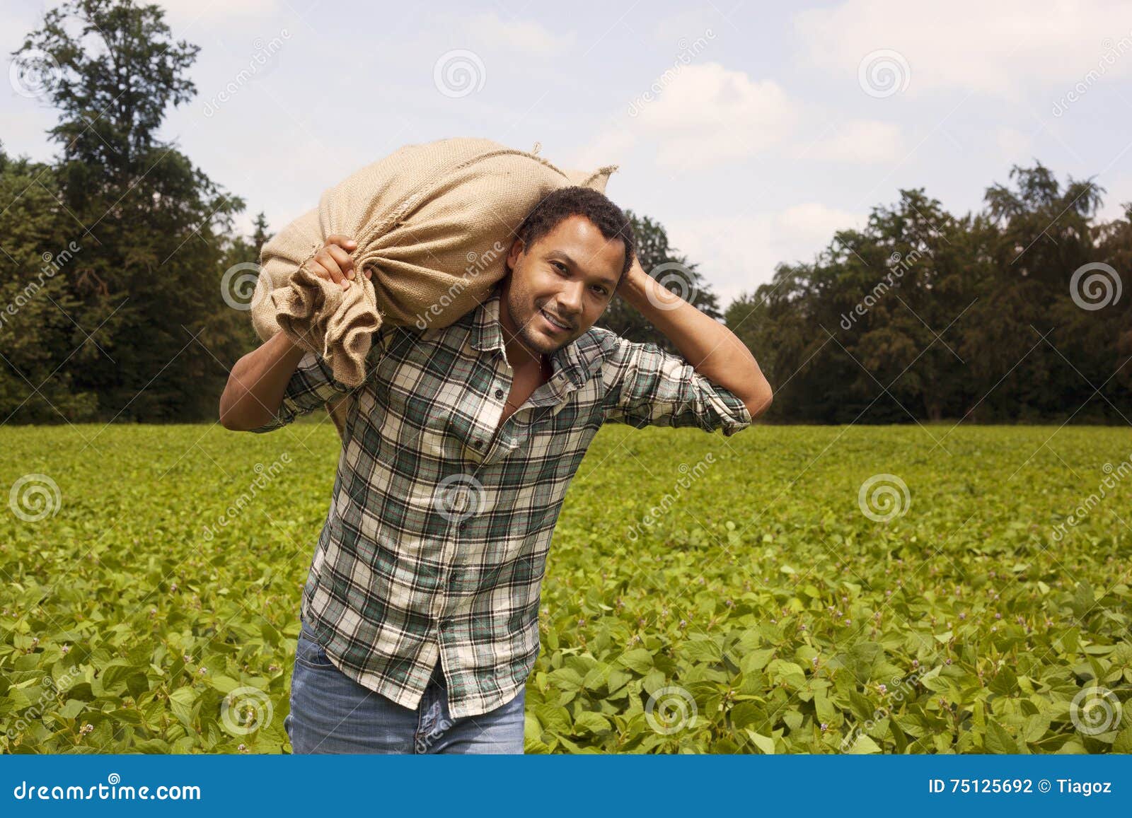 Potato Farmer at Potato Plantation Stock Photo - Image of green ...