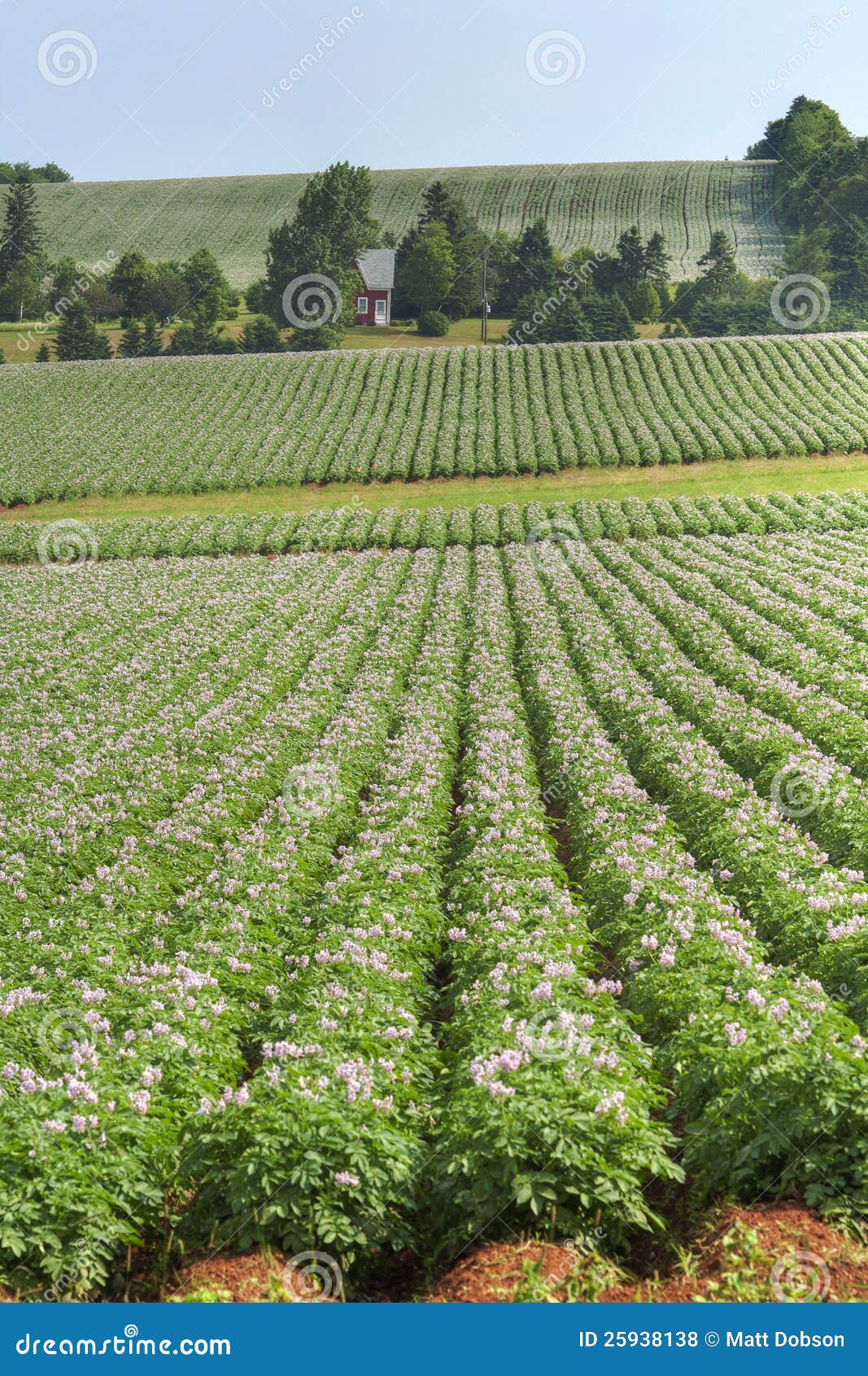 Potato Farming stock photo. Image of farm, america, potato - 25938138