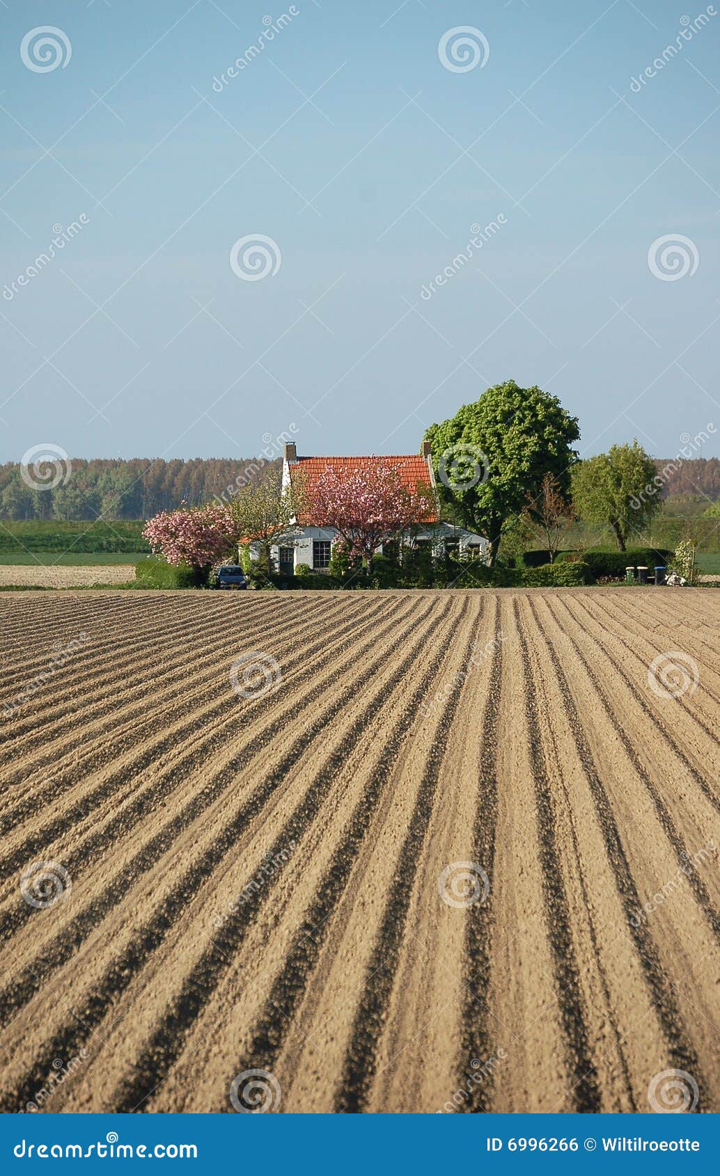 Potato Farmland Spring House Stock Photo - Image of flower, family: 6996266