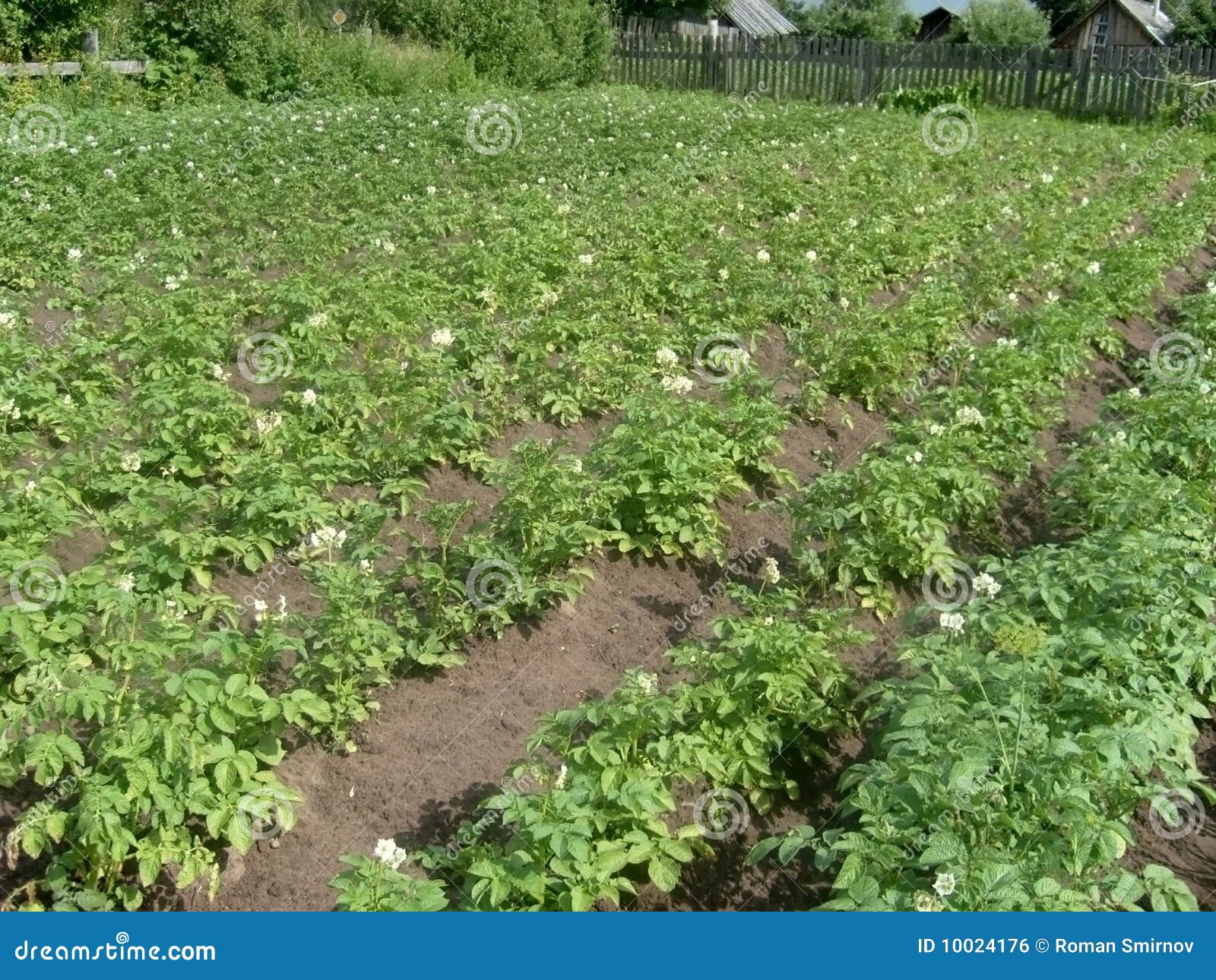 Potato field stock photo. Image of potatoes, ruddy, field - 10024176