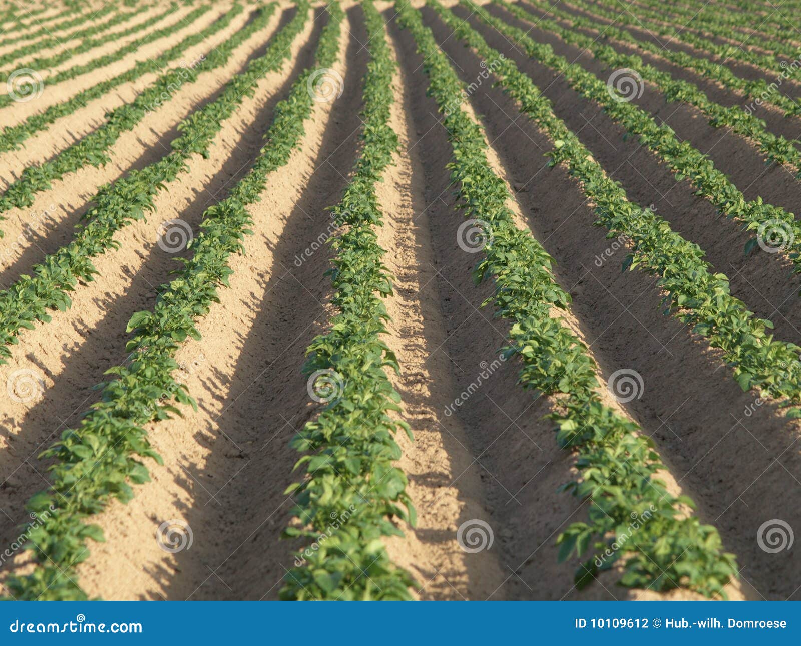 Potato field stock photo. Image of field, plant, rural - 10109612