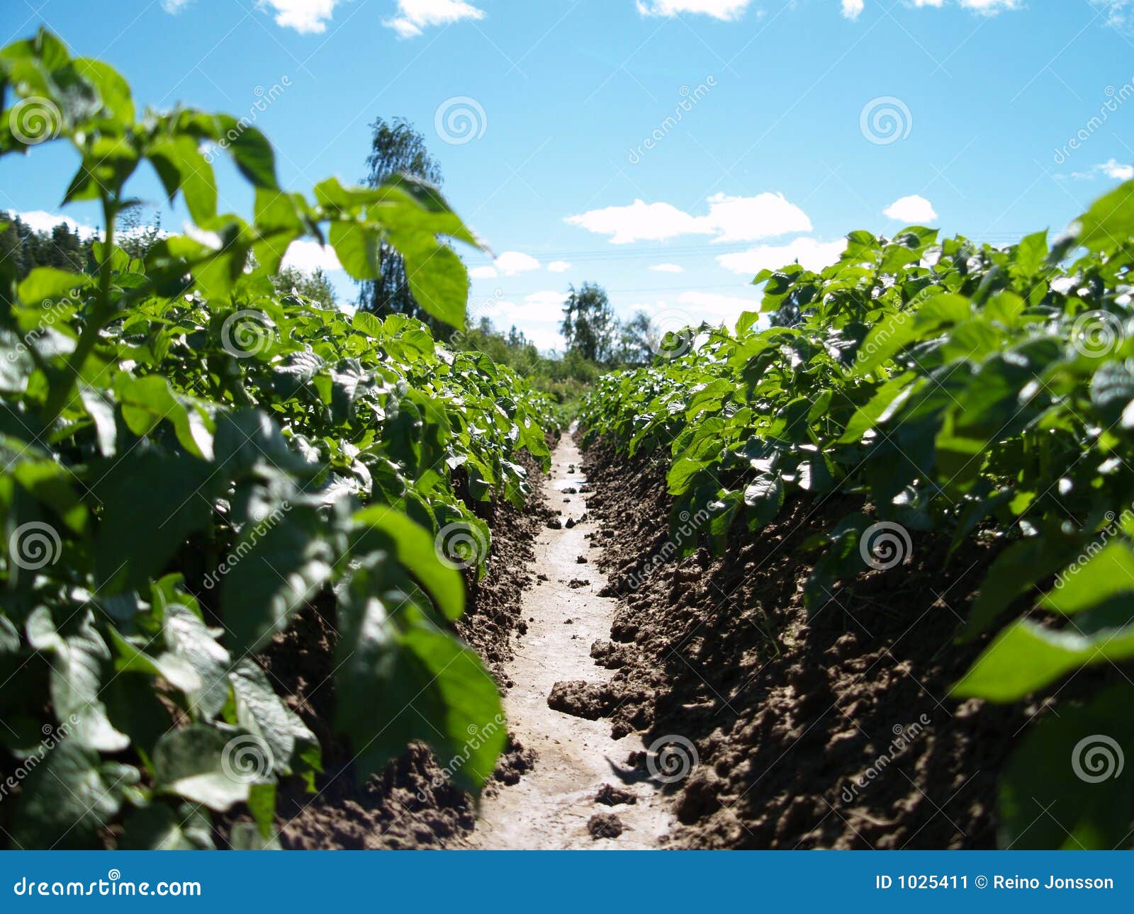 Potato field stock image. Image of farming, ecological - 1025411
