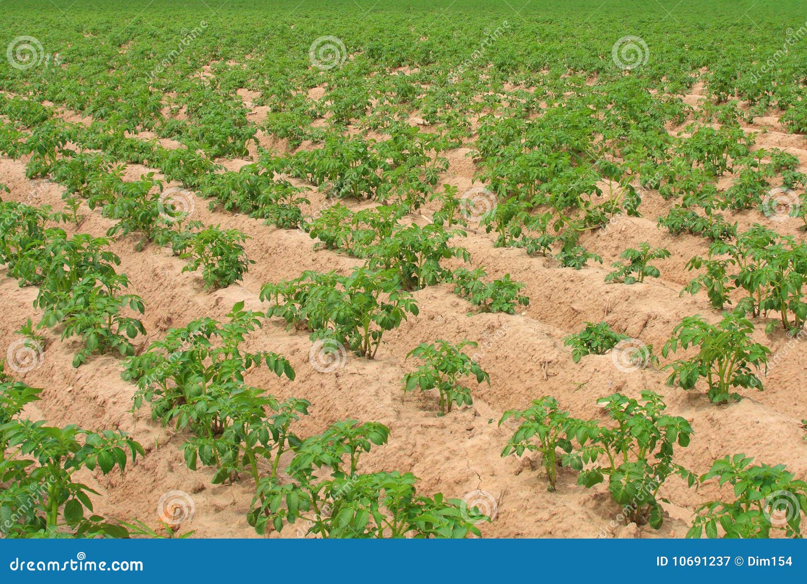 Potato field stock image. Image of soil, large, diagonal - 10691237