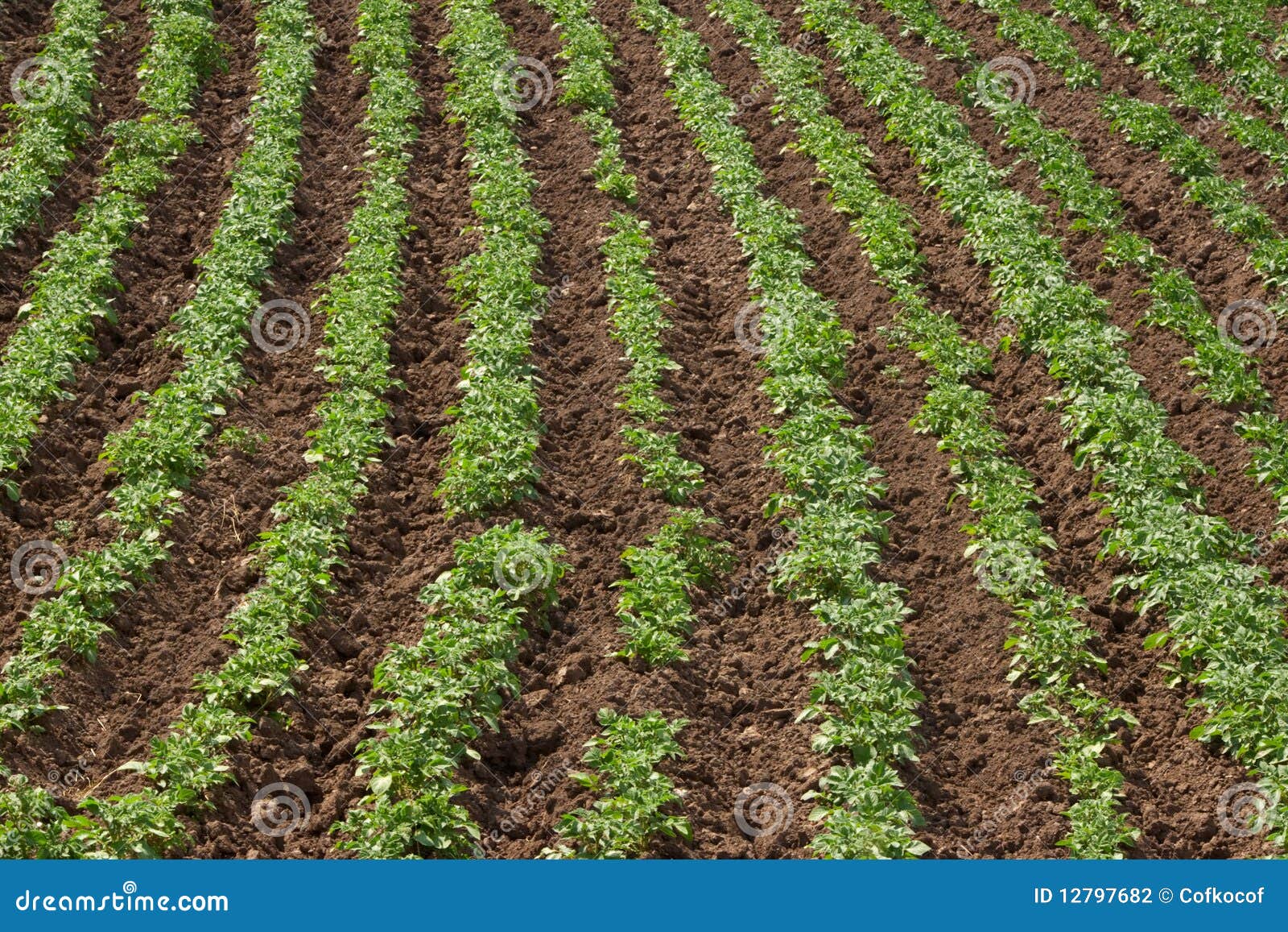 Potato field stock photo. Image of gardening, farming - 12797682
