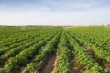 Potato field stock photo. Image of vegetable, growth - 13954730