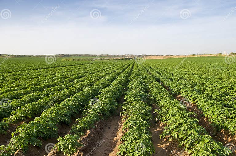 Potato field stock photo. Image of vegetable, growth - 13954730